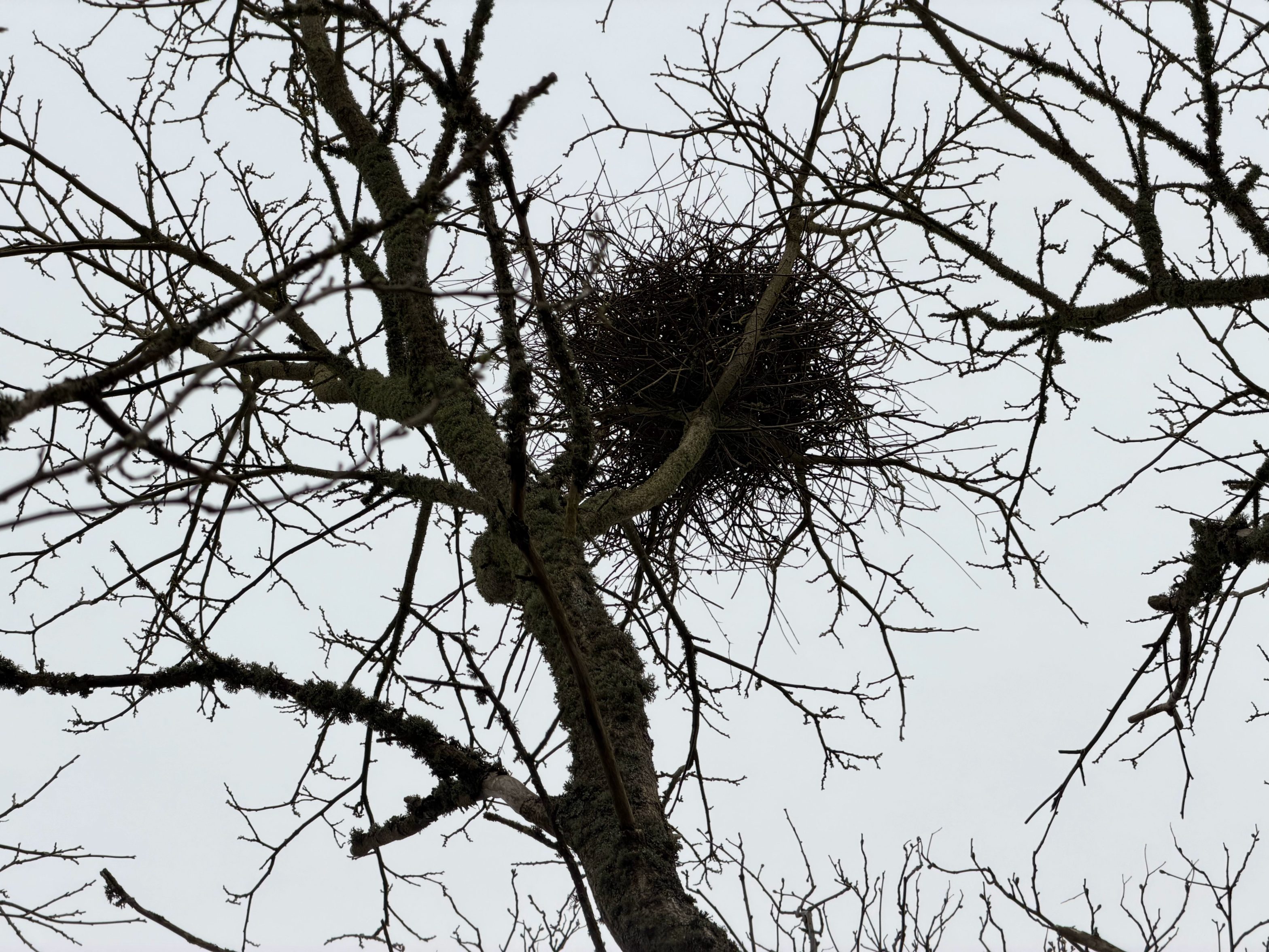 Adaptation in nesting and sheltering. – Liz Clifford